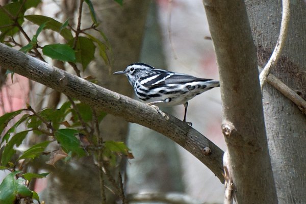 Field Trip – West Deptford Nature Trail (Tour de Natural Places ...